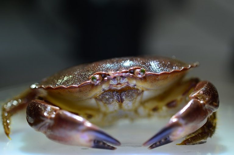 Folyami rák táplálkozása, élőhelye és tudnivalók - Állatok országa