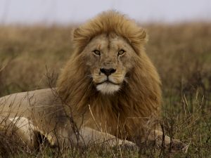 Kardszárnyú delfin táplálkozása, élőhelye, tudnivalók - Állatok országa