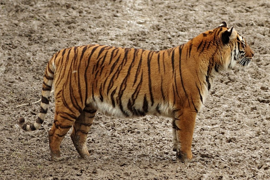 Tigris táplálkozása, élőhelye, tudnivalók - Állatok országa
